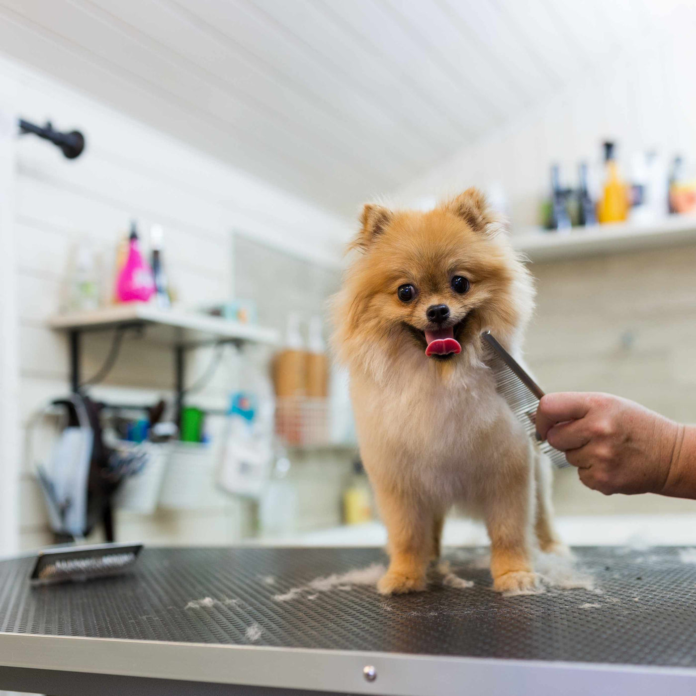 Top 15 Dog Grooming Marketing Ideas for Dog Groomers - PRIDE+GROOM PRO