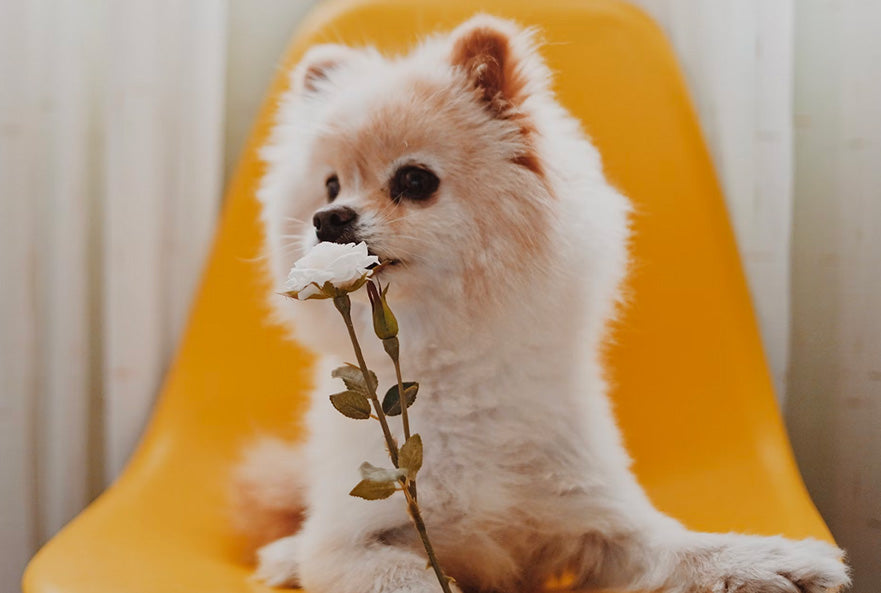 Top 10 Pomeranian Haircut Styles | Pride & Groom PRO – PRIDE+GROOM PRO