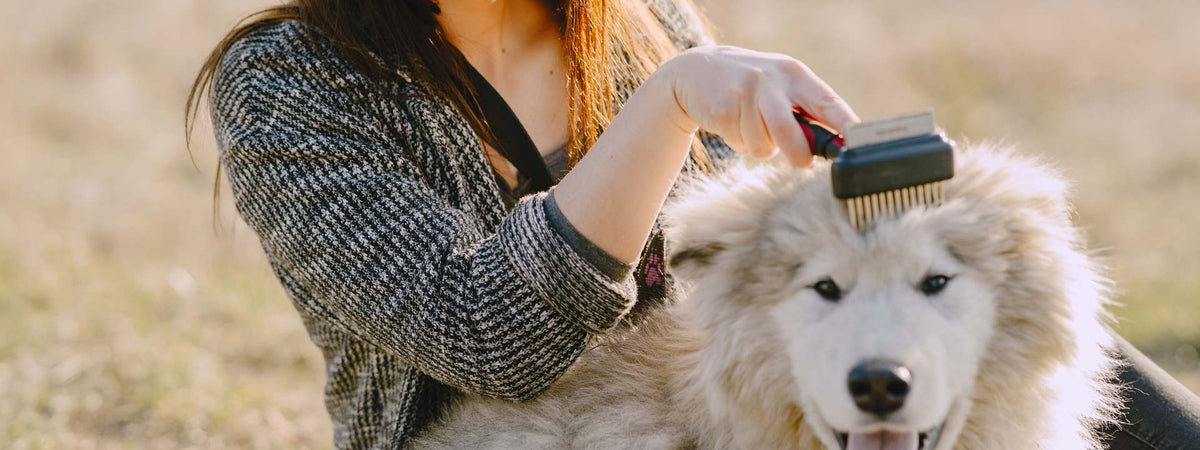 A Comprehensive Guide to Dog Grooming Brushes for Dog Groomers - PRIDE ...
