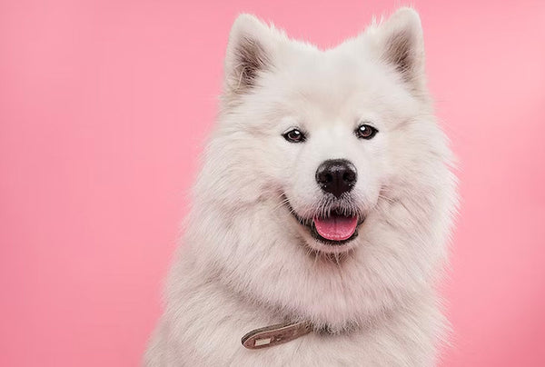 How to Keep Dog White Fur Clean and Stain-Free | Pride+Groom PRO ...